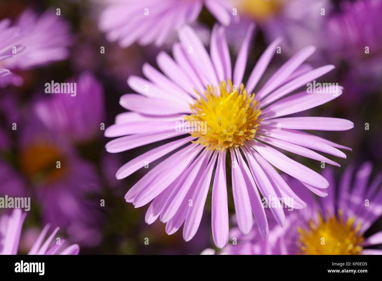 Aster flower close-up in garden Stock Photo - Alamy