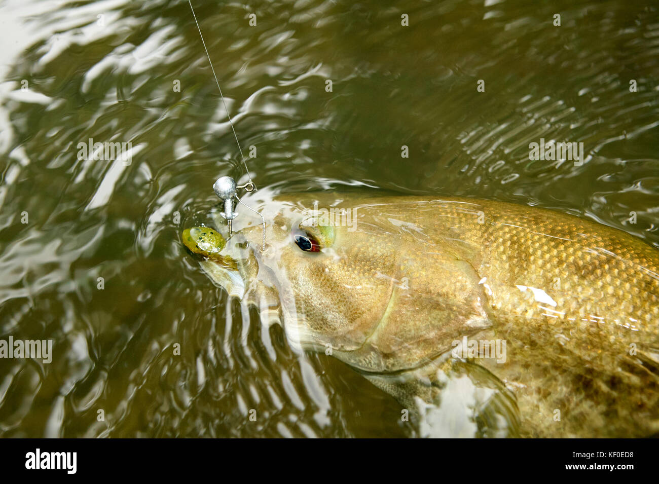 Hooked smallmouth bass being reeled in swimming underwater close to the ...