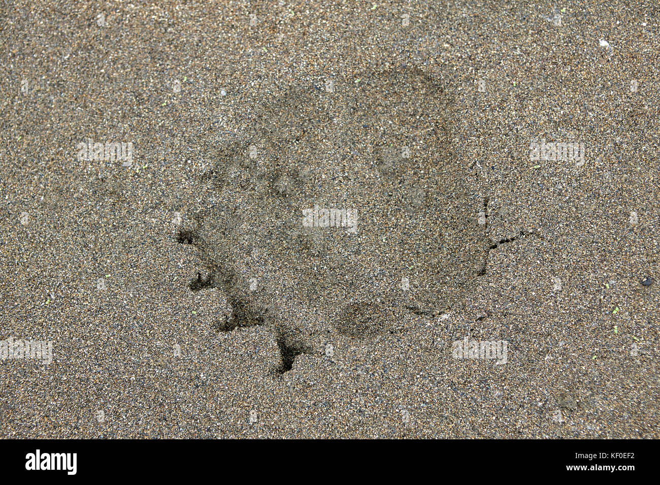 Single large bear print in wet sand on the banks of the Kipchuk River ...