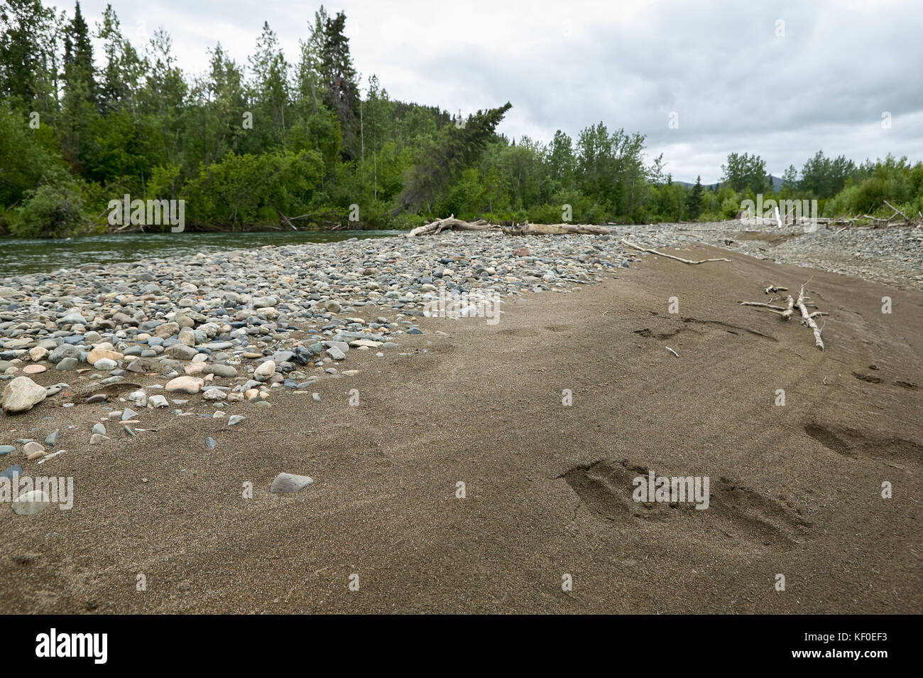 Adult bear prints along the bank of the Kipchuk River in Alaska viewed ...