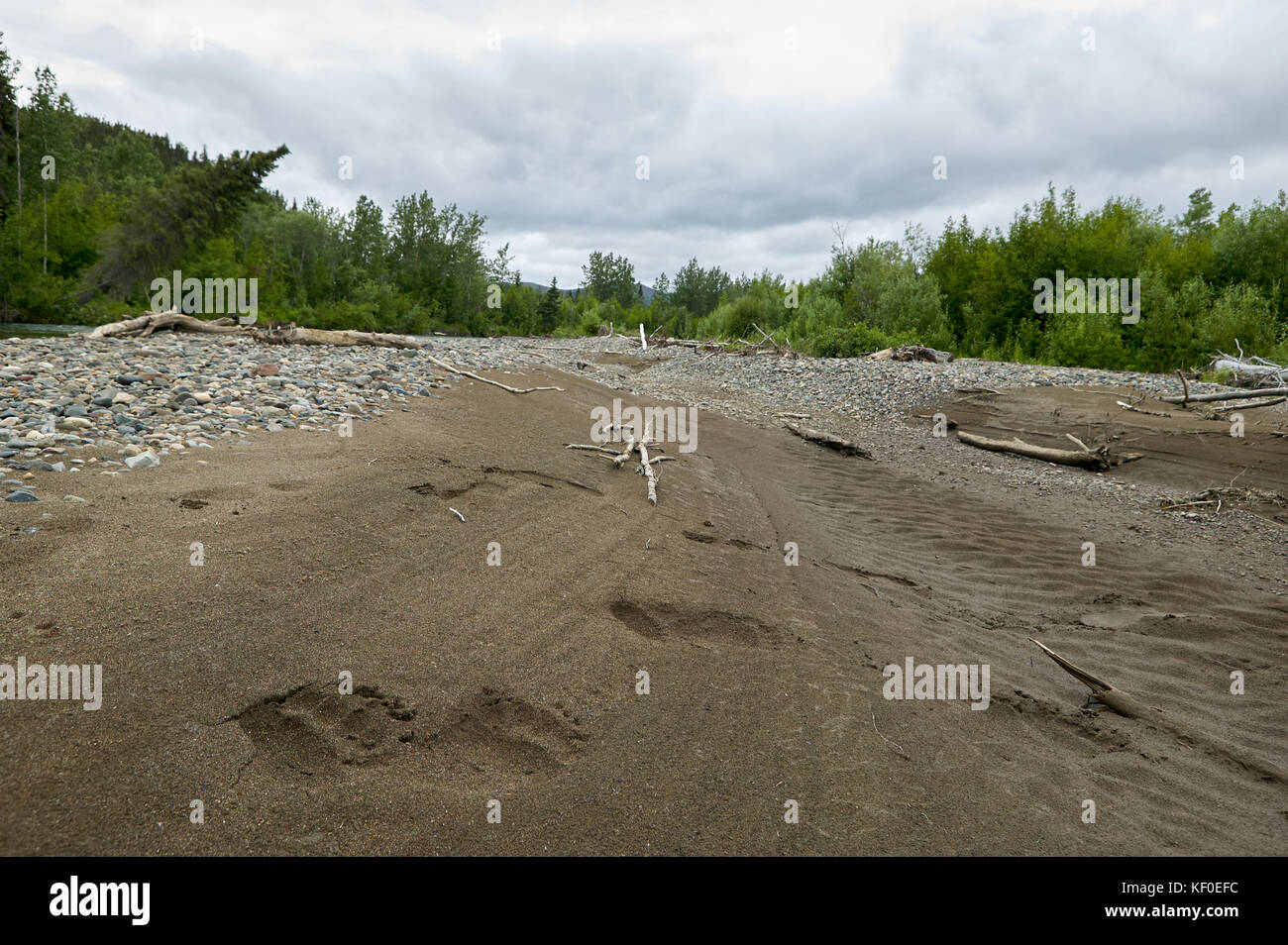 A trail of fresh bear paw prints in sand on a remote, wild Alaskan ...