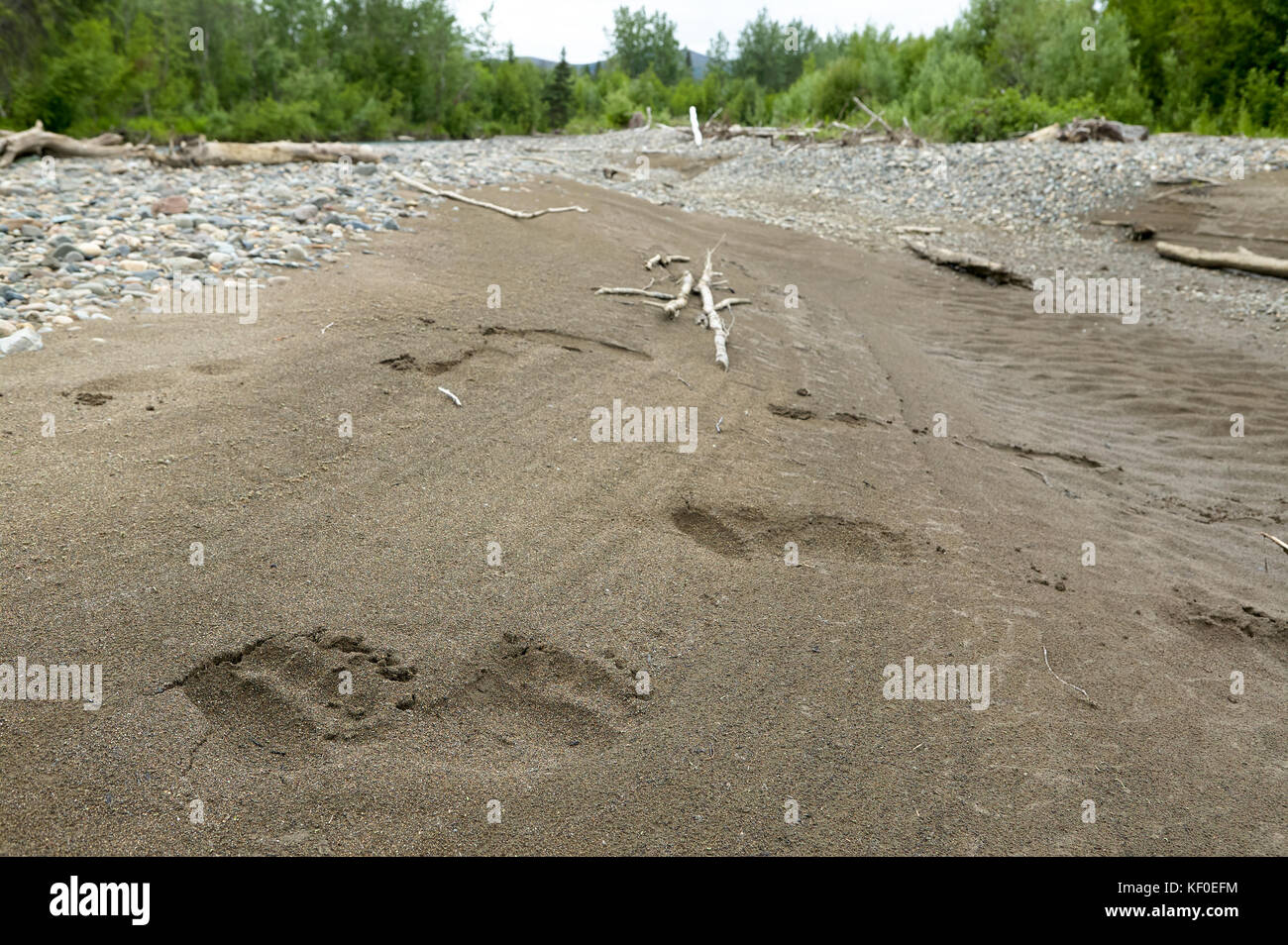A trail of fresh bear paw prints in sand on a remote, wild Alaskan ...