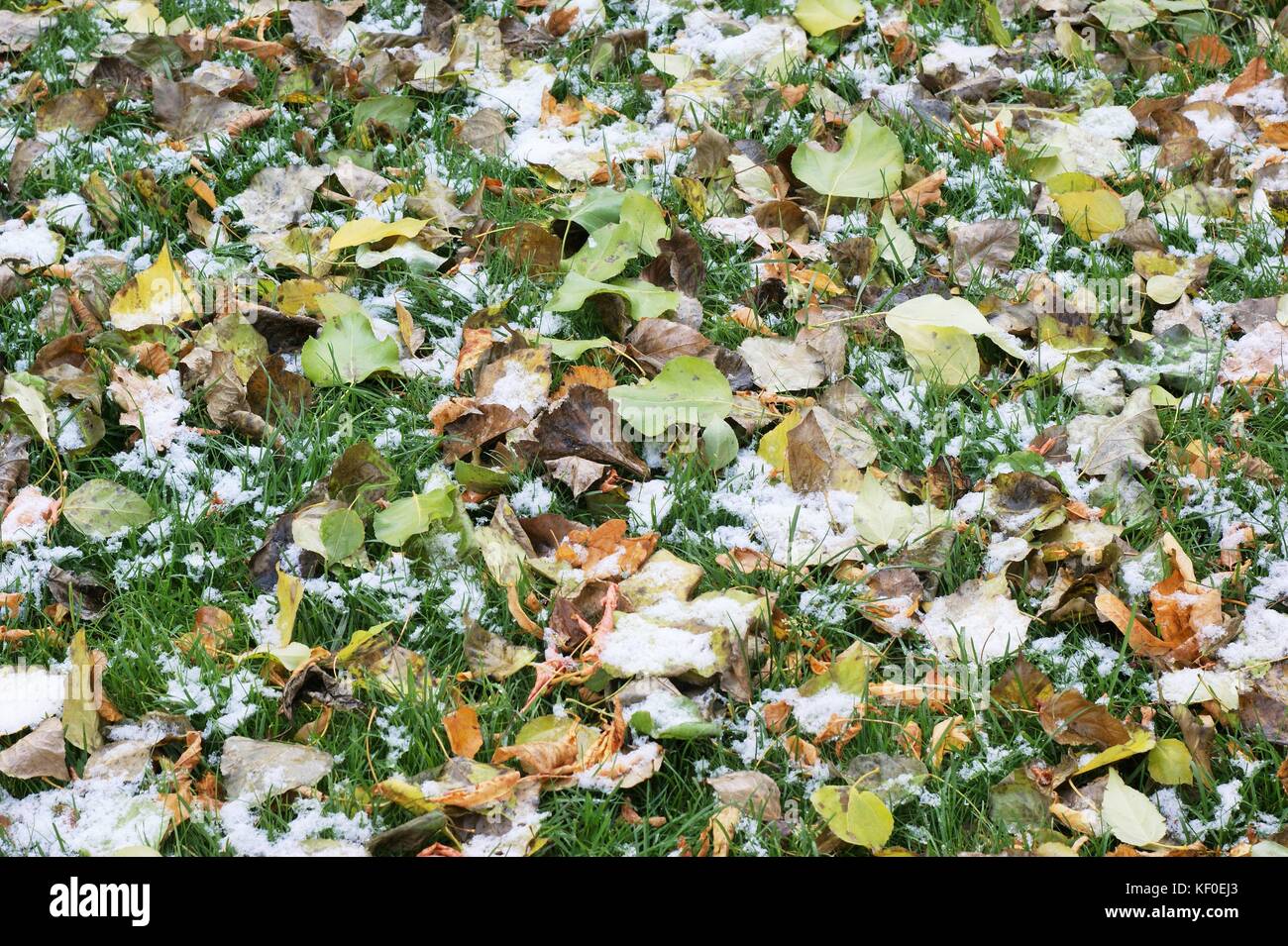 Snow fell on the leaves, announcing the arrival of winter Stock Photo ...
