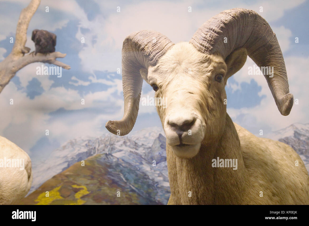 Close up view of stuffed Argali, Ovis ammon, sheep in museum Stock ...