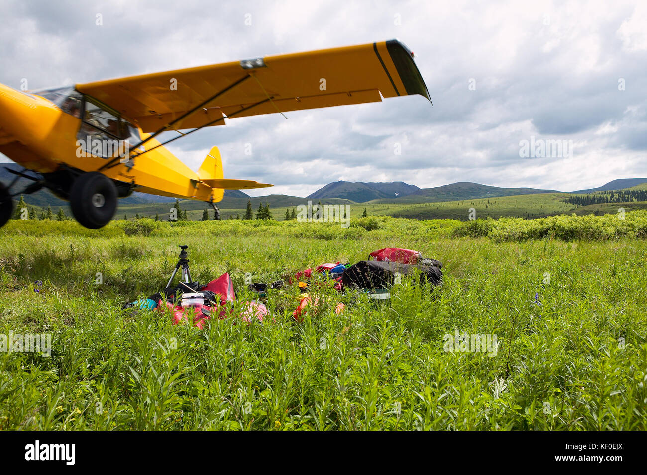 Yellow supercub bush plane taking off from a grassy field in Alaska ...