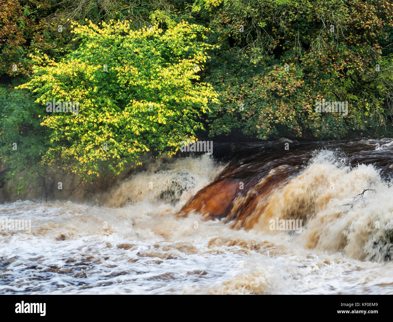 Autumn Colours at Upper Aysgarth Falls Aysgarth Yorkshire Dales England ...