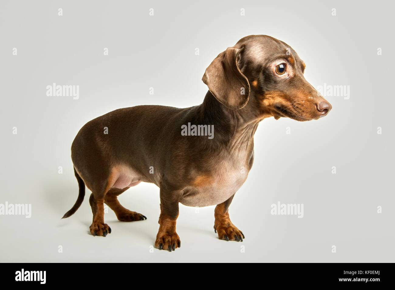 Portrait of miniature dachshund against white background Stock Photo ...