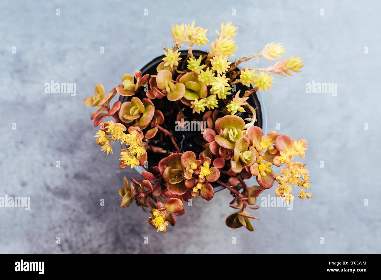 Miniature money tree and miniature stonecrop Stock Photo - Alamy