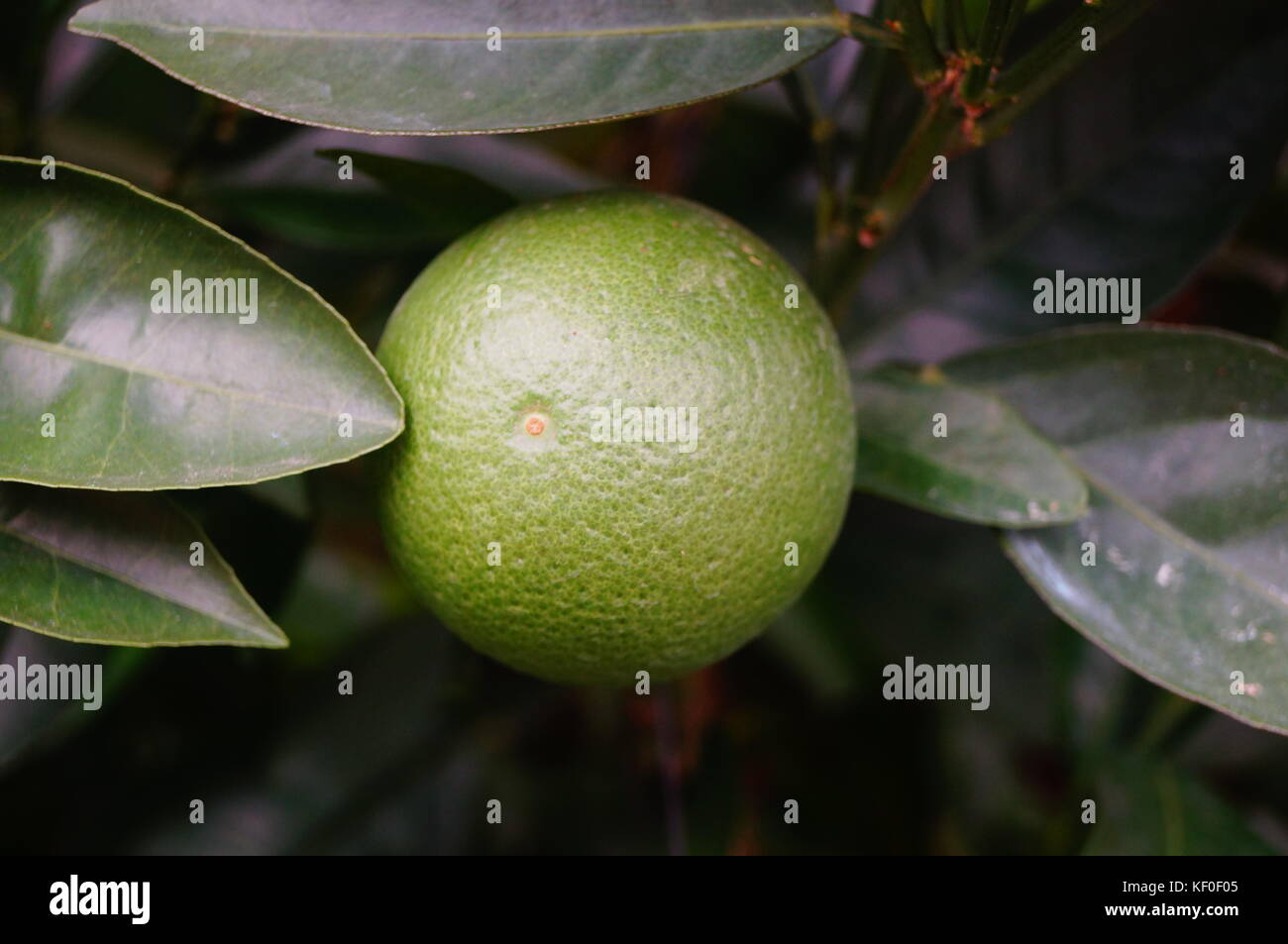 The oranges growing on fruit trees are not ripe yet Stock Photo - Alamy