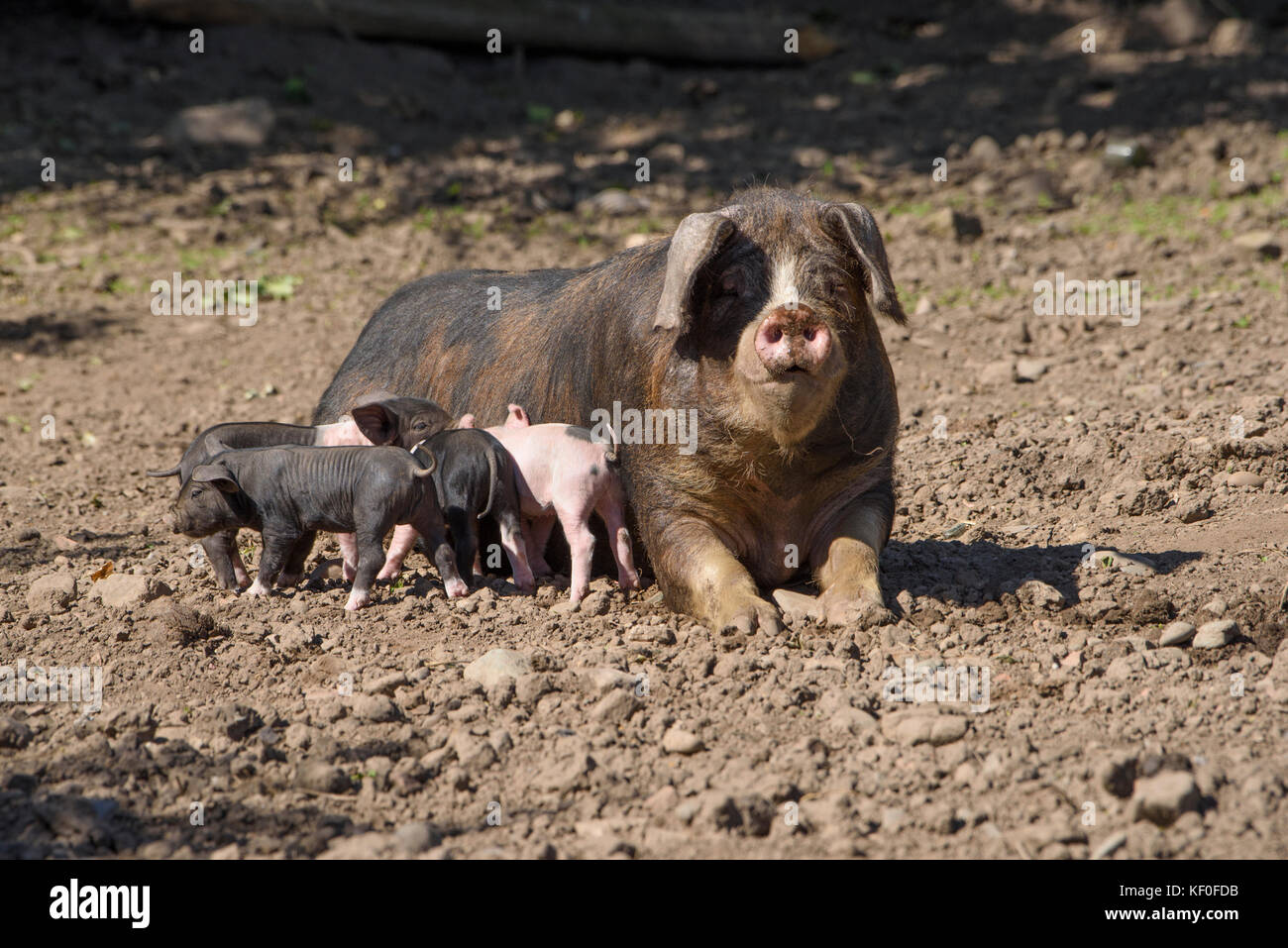Sow with Saddleback piglets, Ellesmere, Shropshire Stock Photo - Alamy