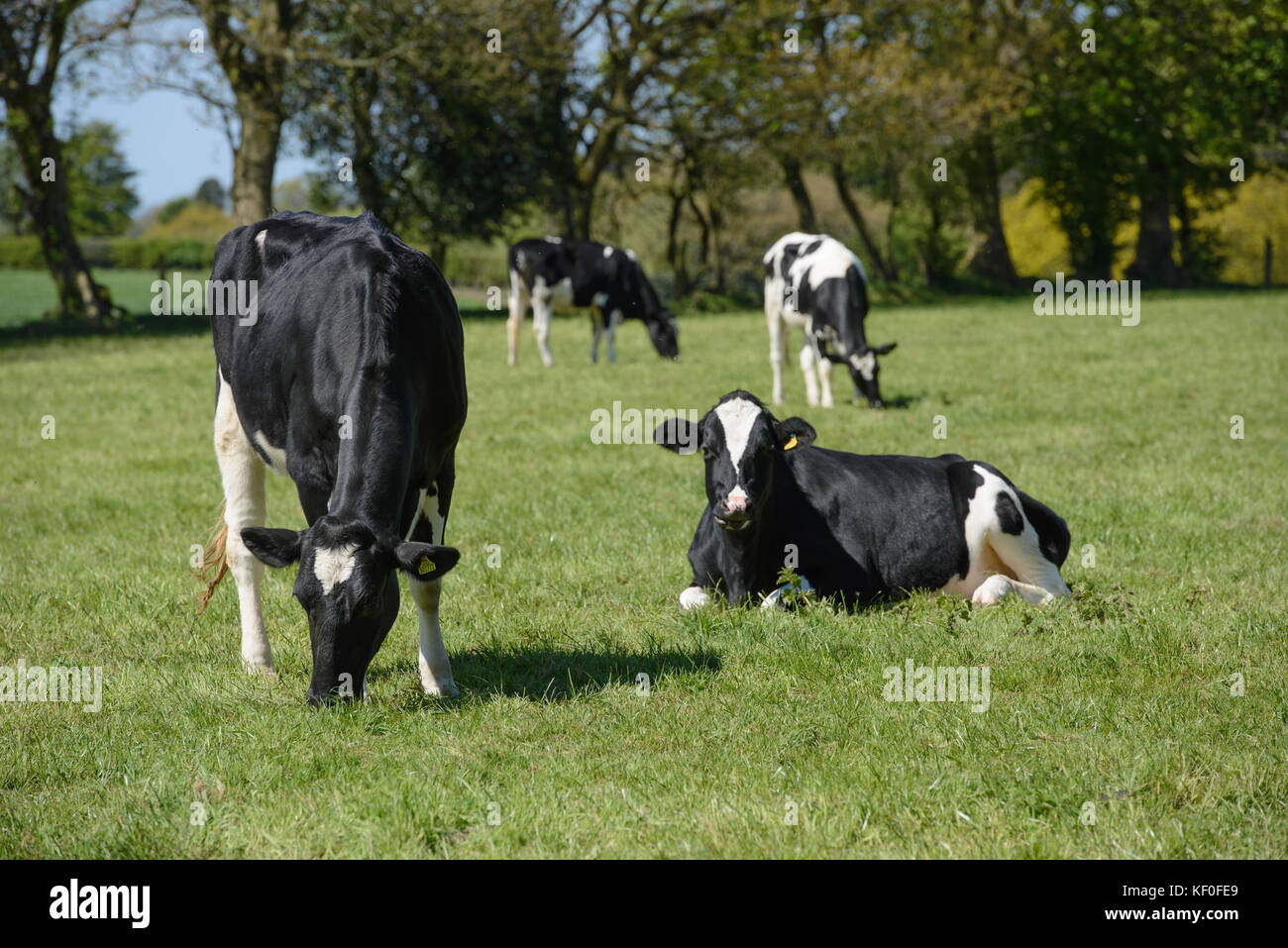 Holstein dairy heifer calves in grass field, Staffordshire Stock Photo ...