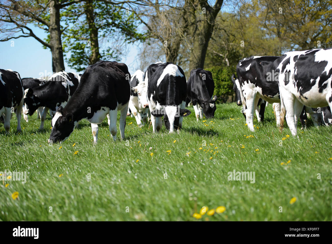 Holstein dairy heifer calves in grass field, Staffordshire Stock Photo ...