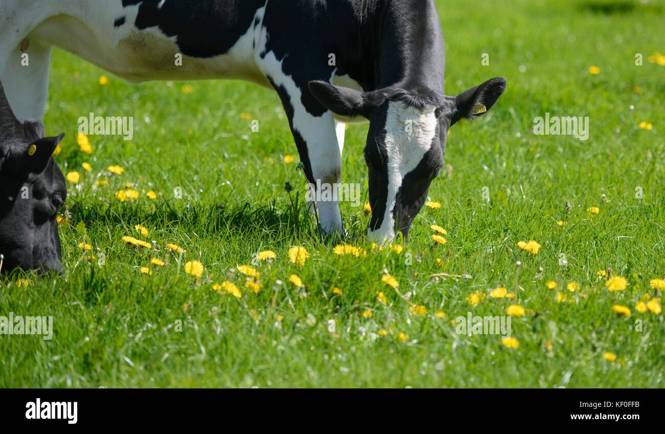 Holstein dairy heifer calves in grass field, Staffordshire Stock Photo ...