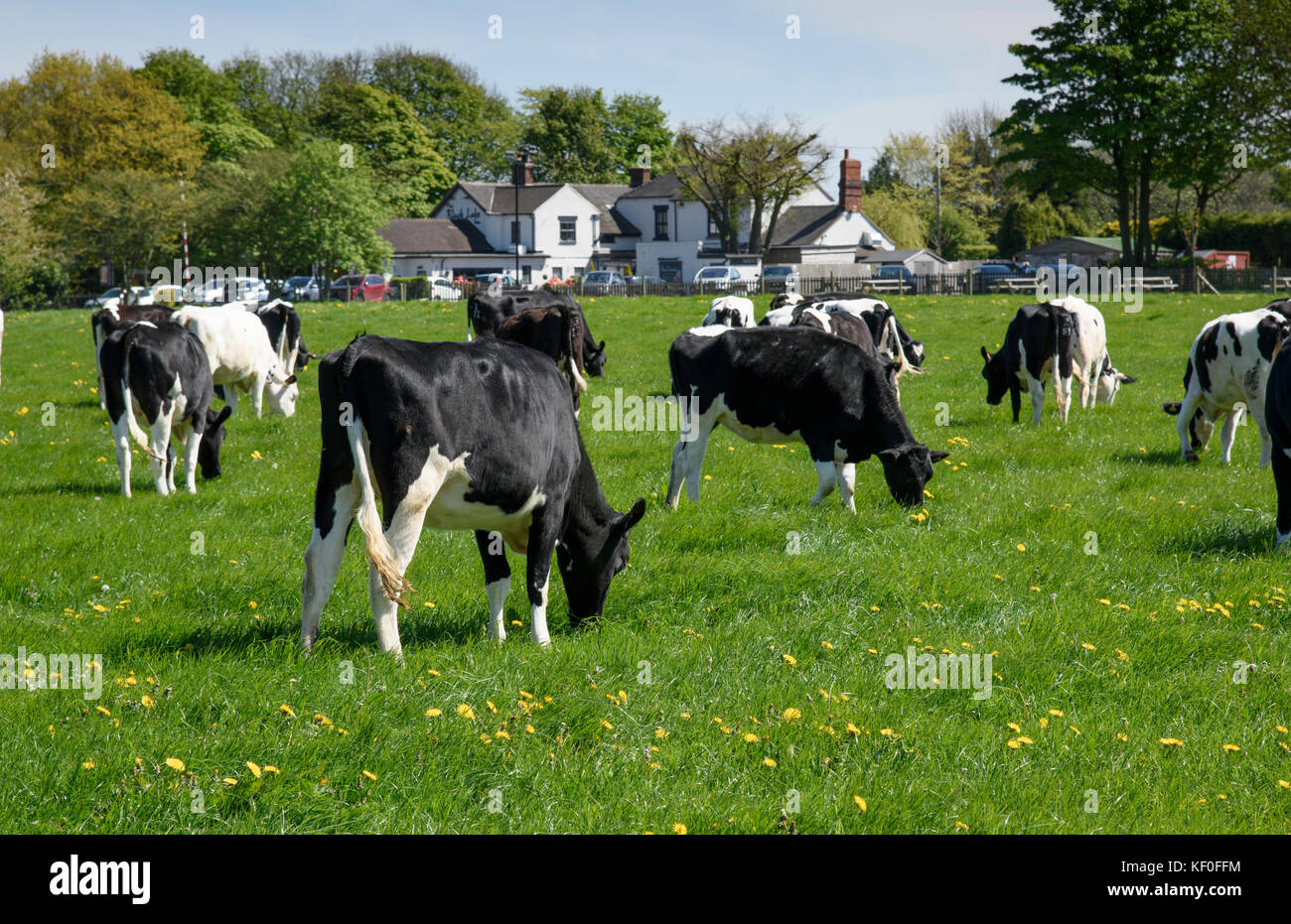Holstein dairy heifer calves in grass field, Staffordshire Stock Photo ...