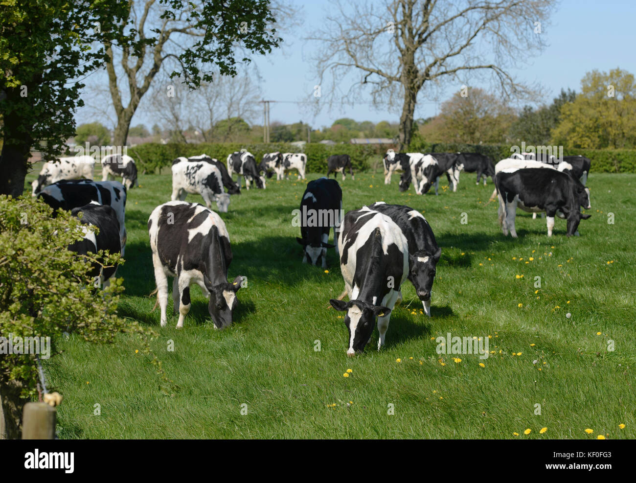 Holstein dairy heifer calves in grass field, Staffordshire Stock Photo ...