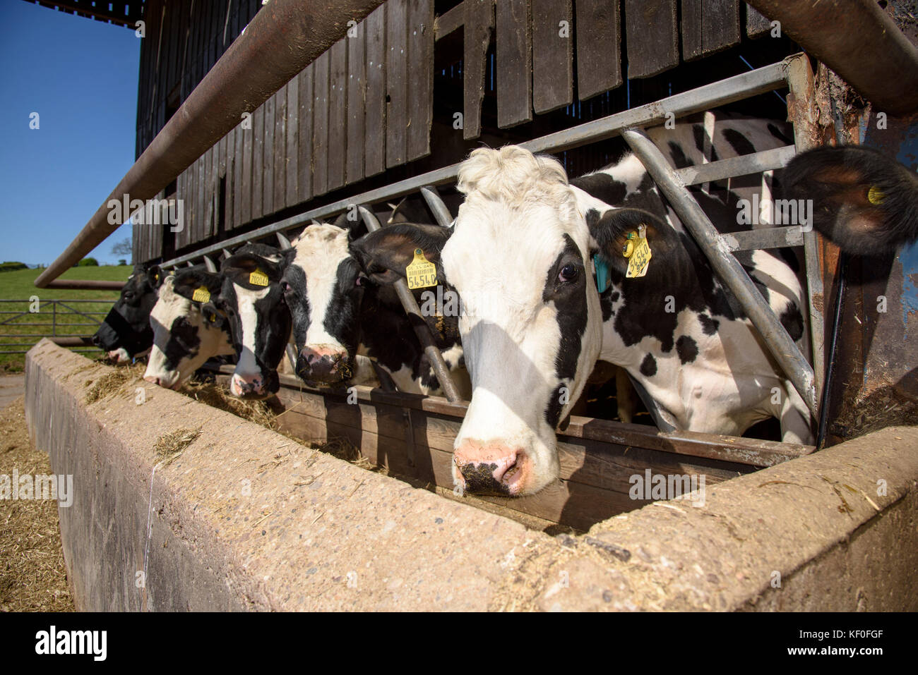 Holstein milking cows feeding, Staffordshire Stock Photo - Alamy