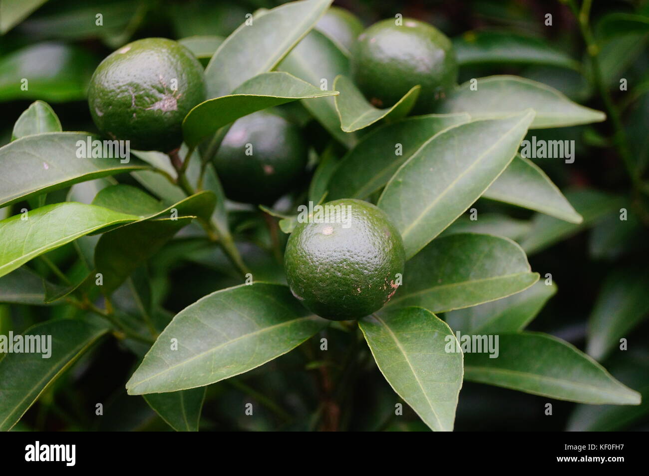 Oranges growing on trees hi-res stock photography and images - Alamy