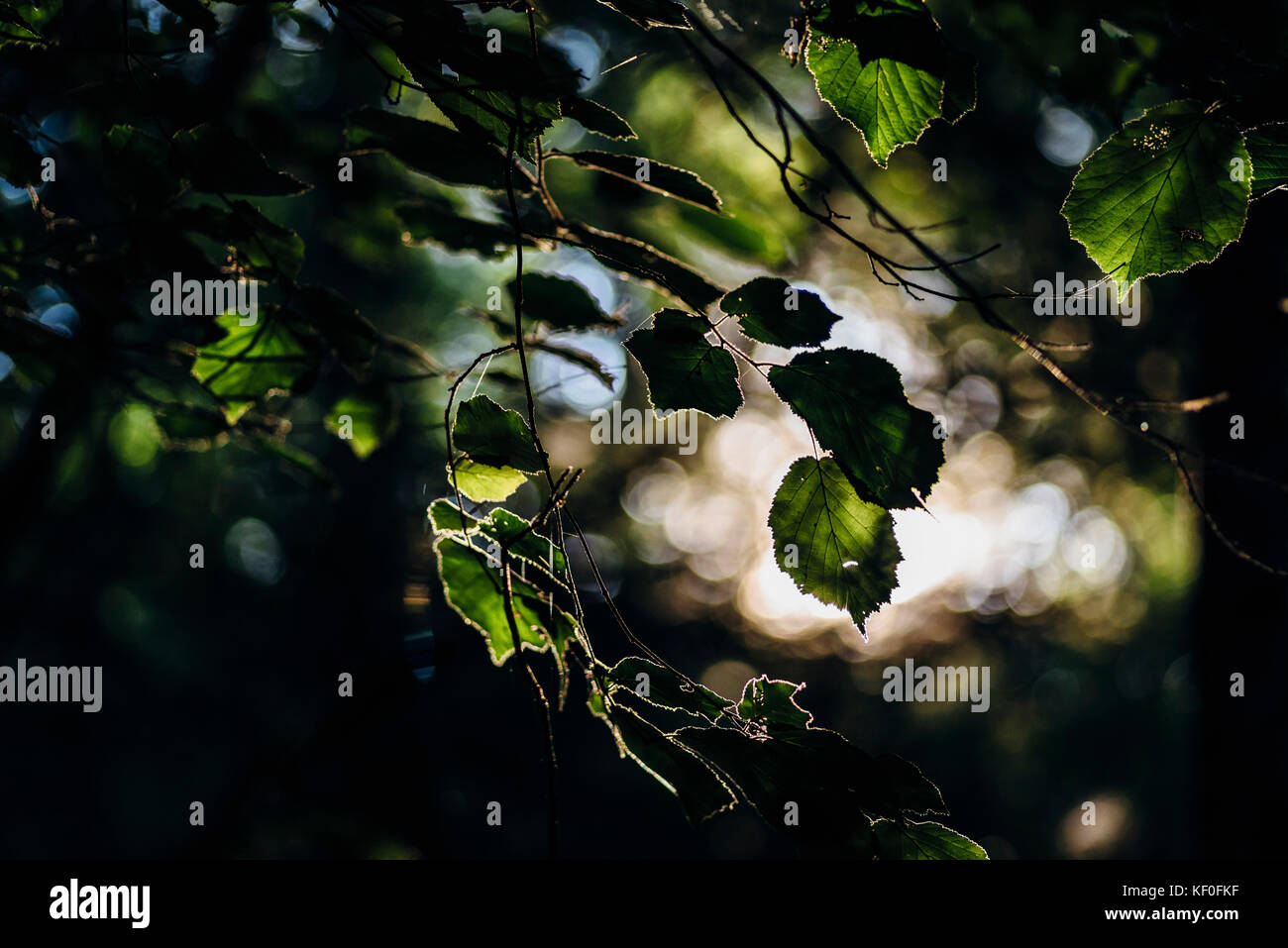 Sachsen, Deutschland, Gemeine Hasel, Corylus avellana, Haselstrauch ...