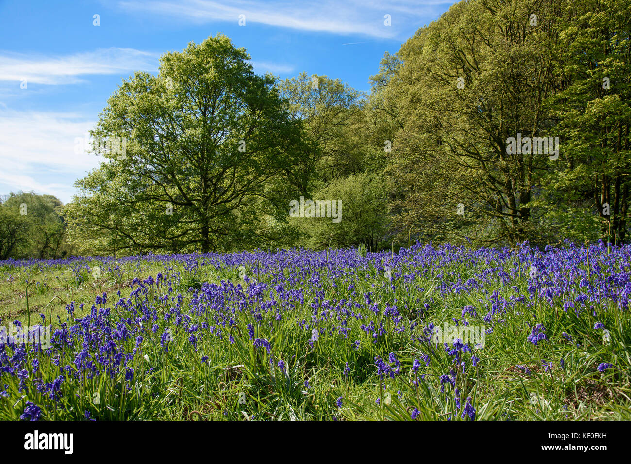 Bluebells in an open field at Brock Bottoms, Claughton, Preston ...