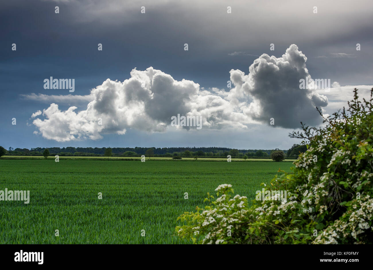 Hedge and storm clouds over an cereal field near Bath, Somerset Stock ...
