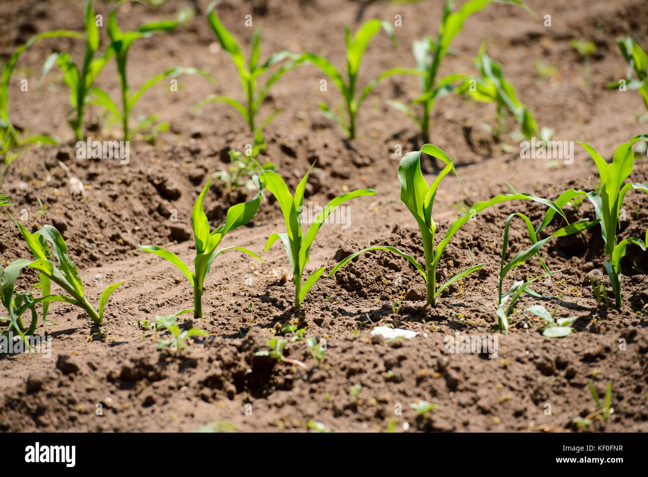 Close-up of a crop of forage maize growing in a field, Beeston ...