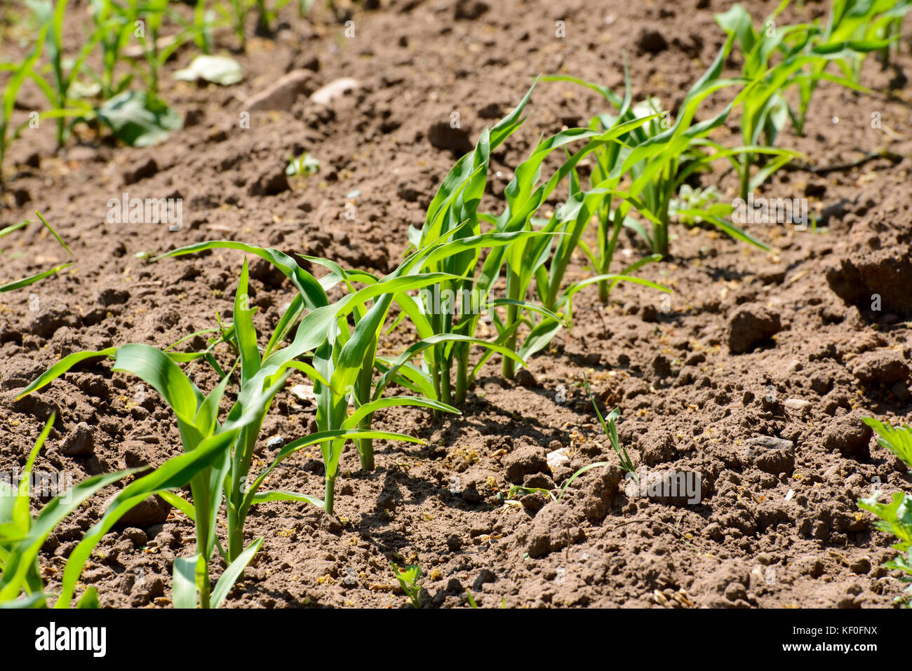 Close-up of a crop of forage maize growing in a field, Beeston ...