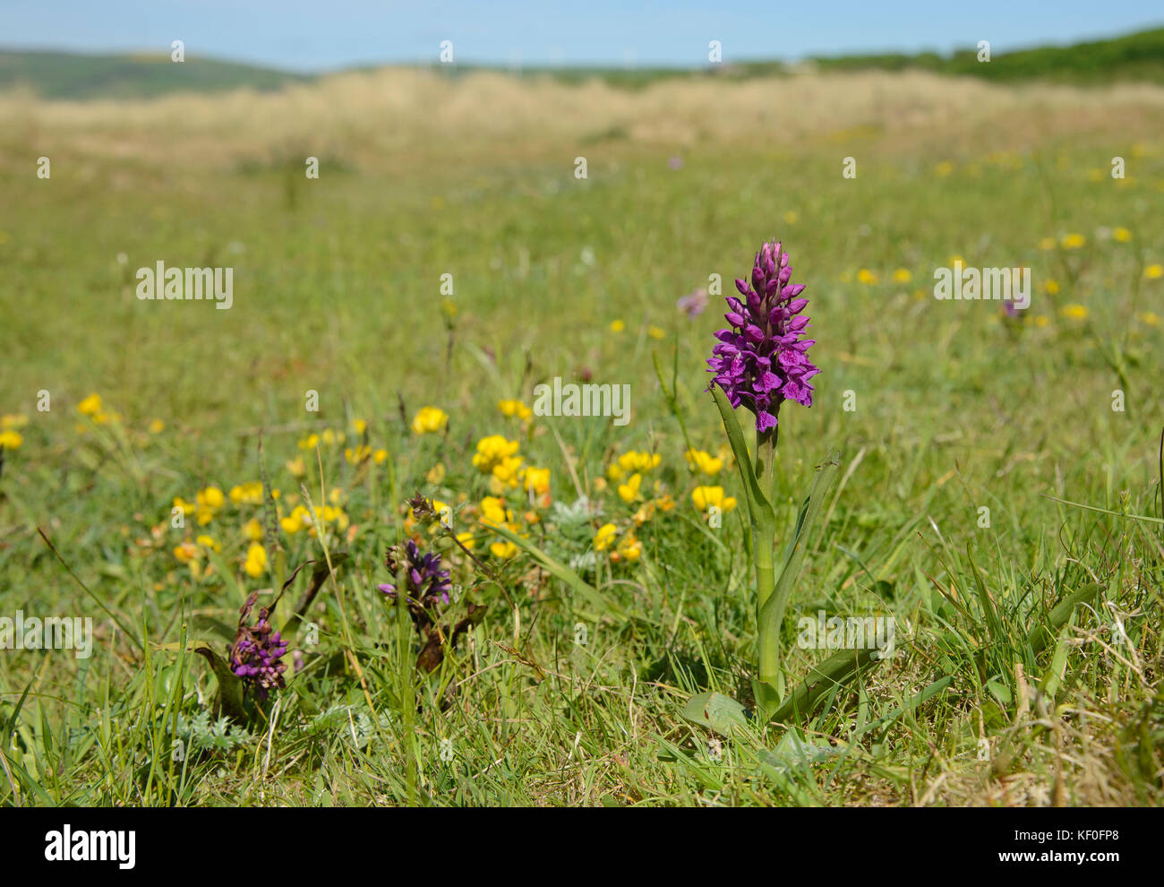 Wild orchid at Sandscale Hawes, Barrow-in-Furness, Cumbria Stock Photo ...