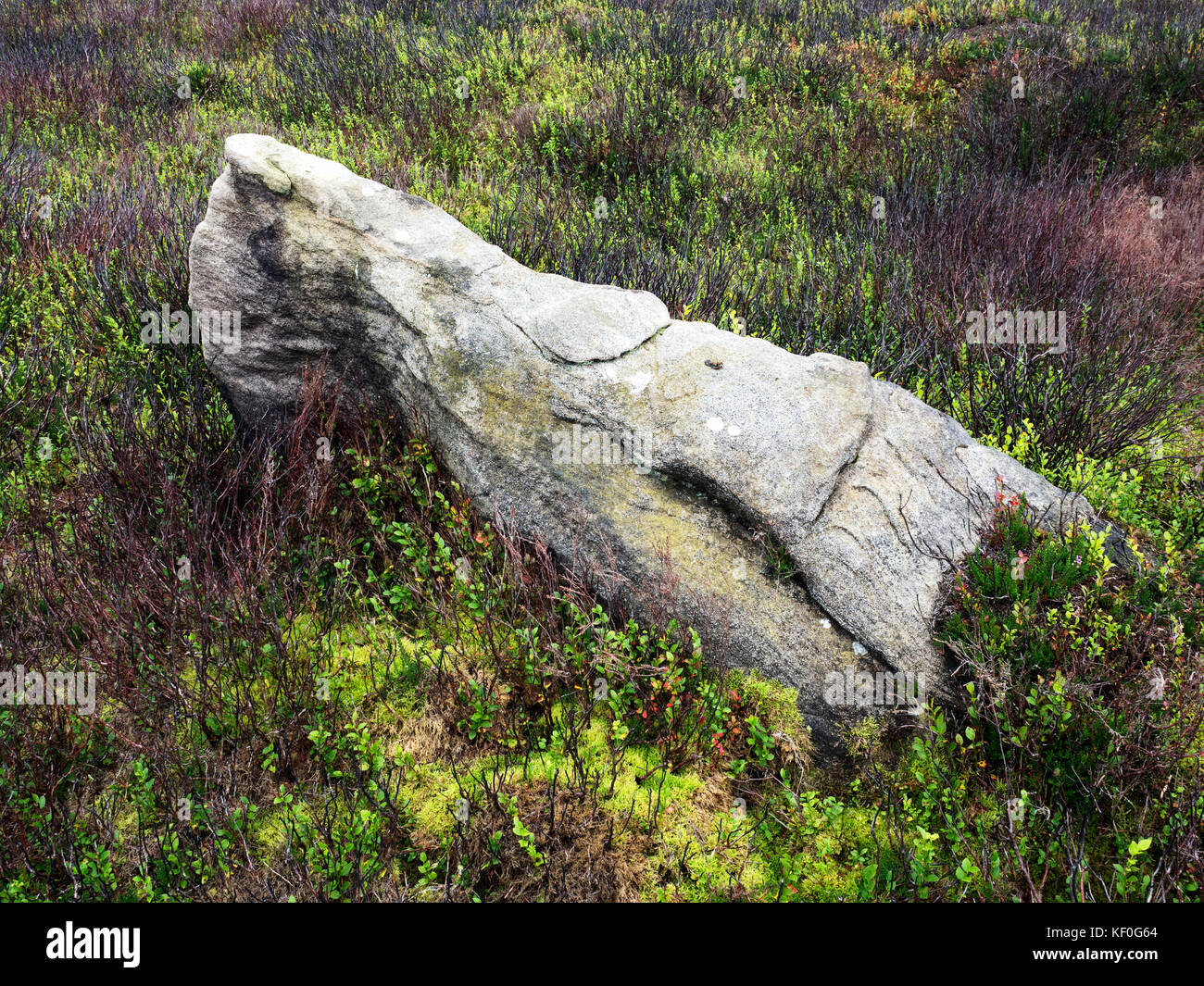 Rock Surrounded by Moorland Recovering from Recent Burning at Guise ...