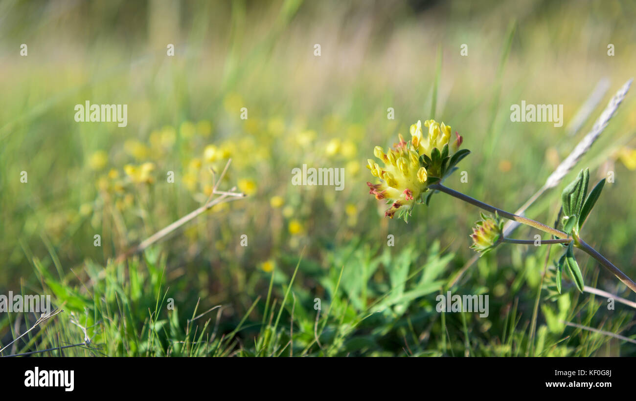 Beautiful flower field in the sunshine hi-res stock photography and ...