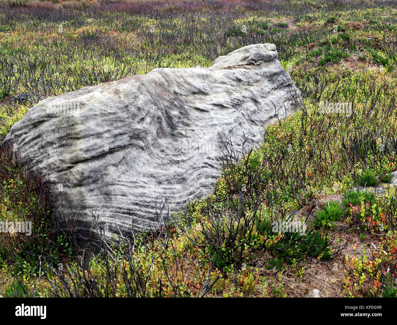 Rock Surrounded by Moorland Recovering from Recent Burning at Guise ...