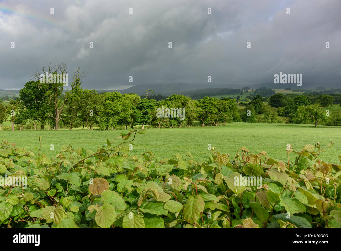 Spring hedge hi-res stock photography and images - Alamy