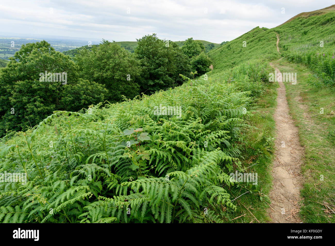 Bracken growing at the side of a footpath in the Malvern Hills, Malvern ...