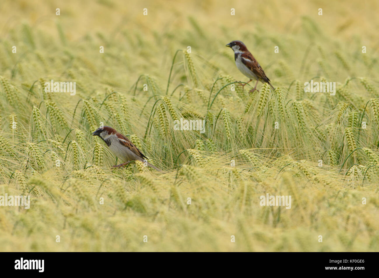 House sparrows eating a crop of barley, Alnwick, Northumberland Stock ...