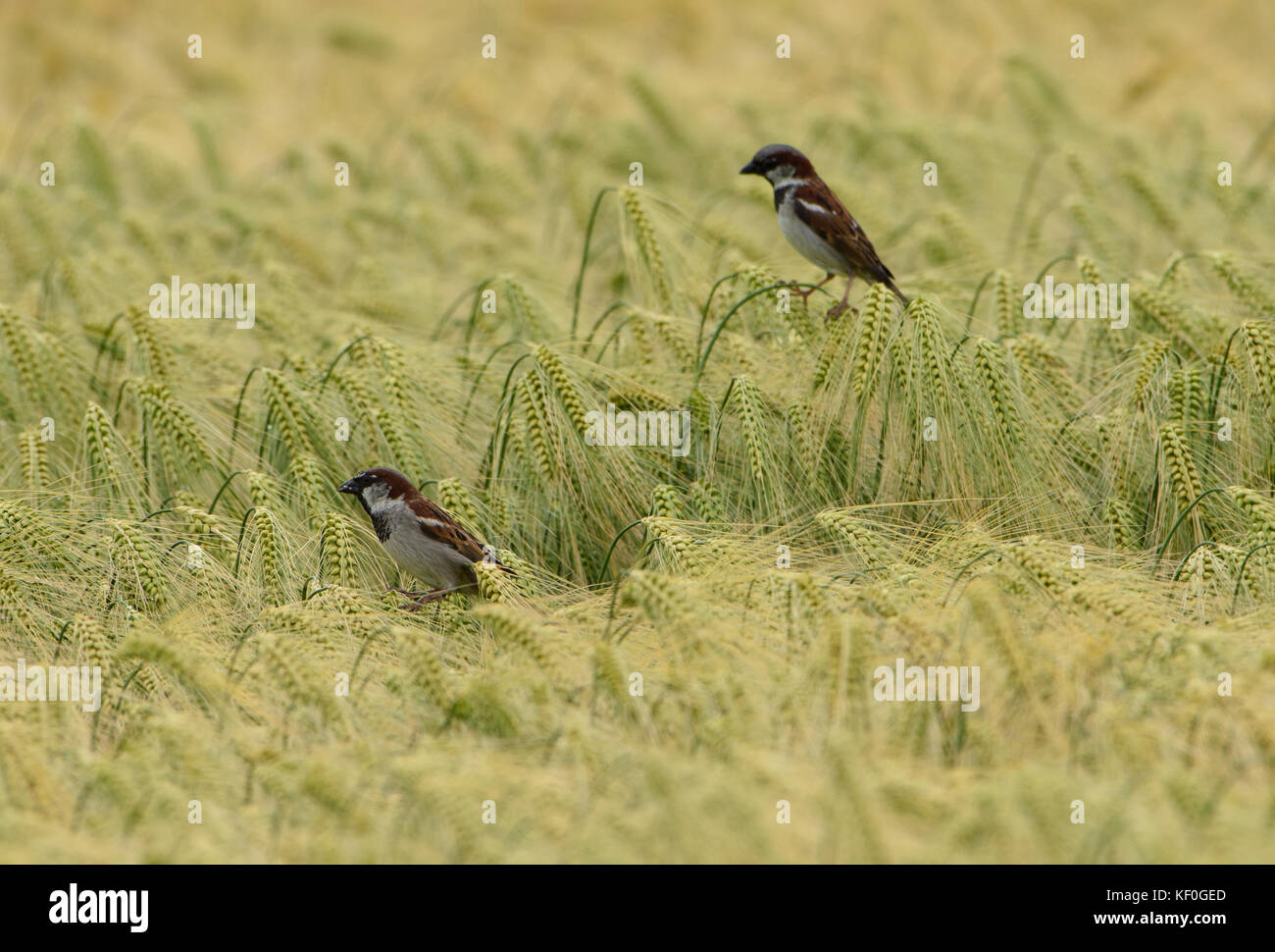 House sparrows eating a crop of barley, Alnwick, Northumberland Stock ...