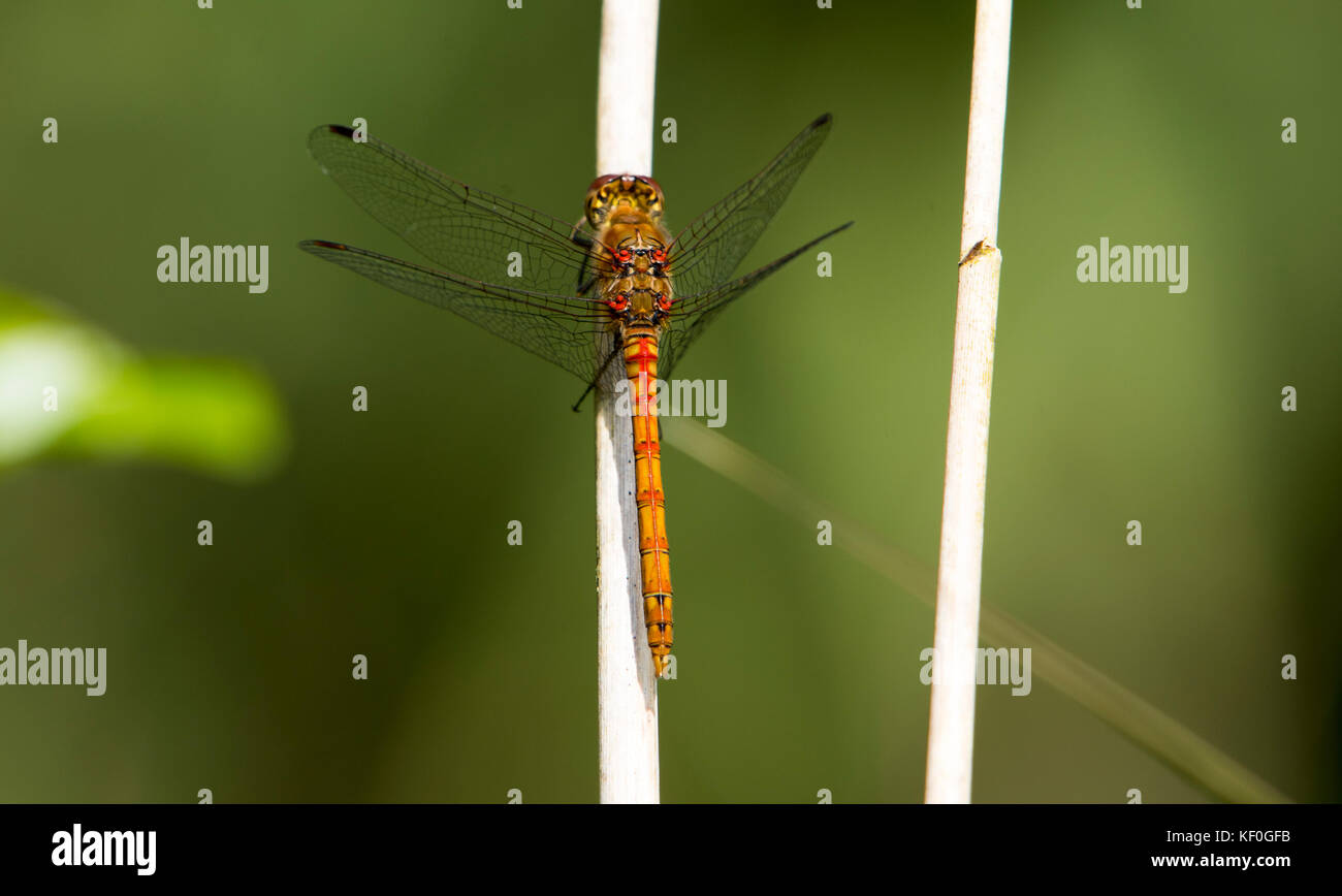The common darter dragonfly resting on a reed stem, Sympetrum ...