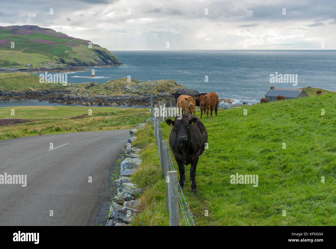 Calf of man island hi-res stock photography and images - Alamy
