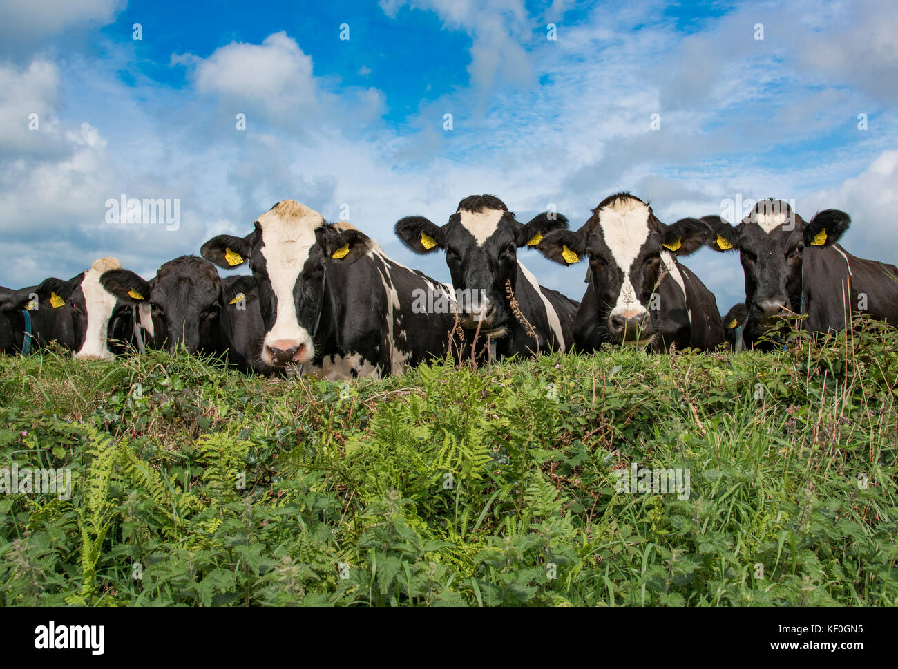 Cows looking over a hedge hi-res stock photography and images - Alamy