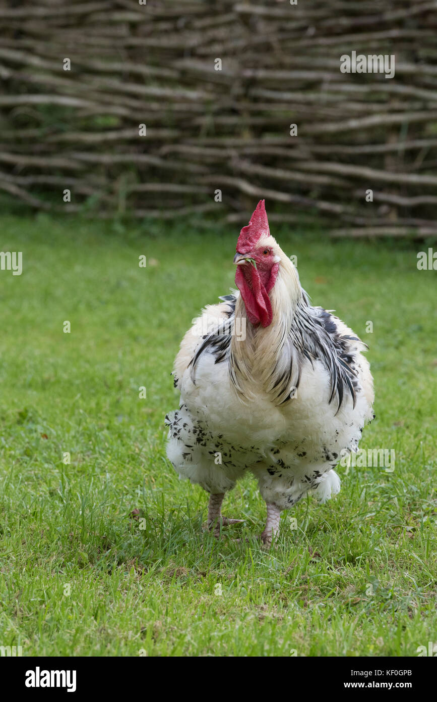 Gallus gallus domestics. Sussex chicken Stock Photo - Alamy