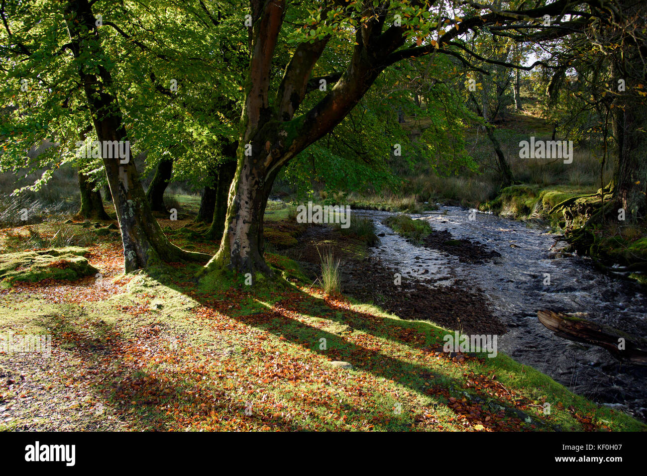 Autumn trees, Marshaw, Lancaster, Lancashire Stock Photo - Alamy