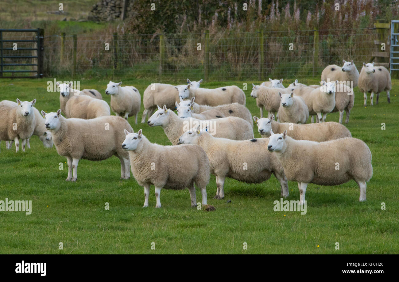 Sheep farmimg hi-res stock photography and images - Alamy