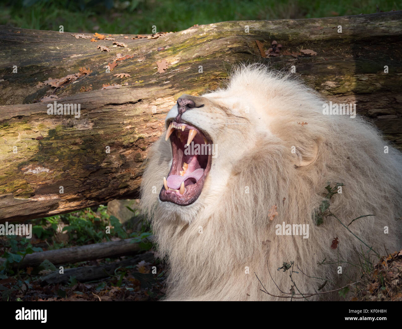 White lion roars and shows his big teeth Stock Photo - Alamy