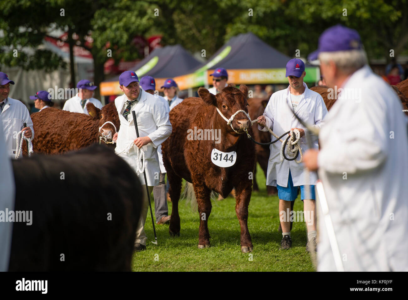 Bull agriculture builth wells hi-res stock photography and images - Alamy