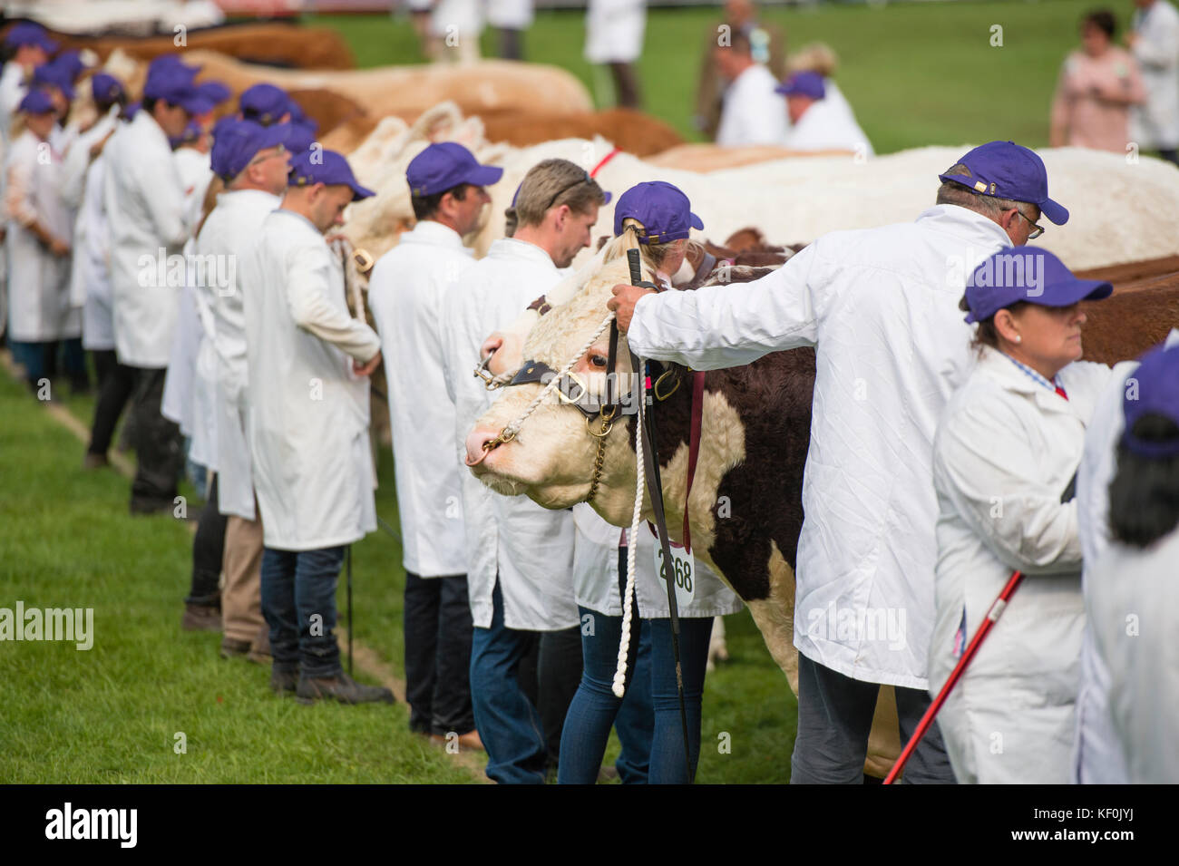 Prize bulls on display and in competition at the Royal Welsh ...
