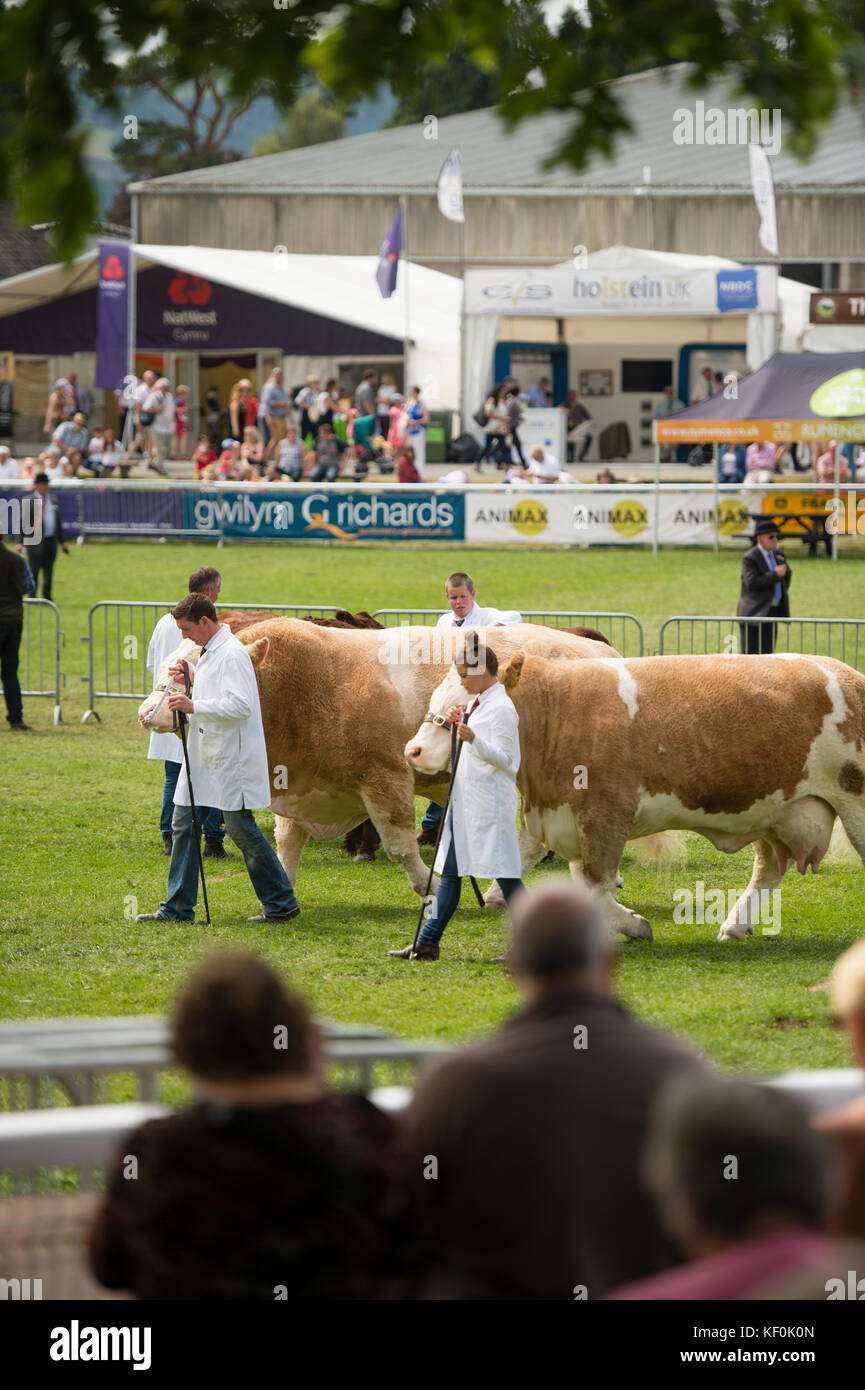 People watching prize bulls competing in the showground at the Royal ...