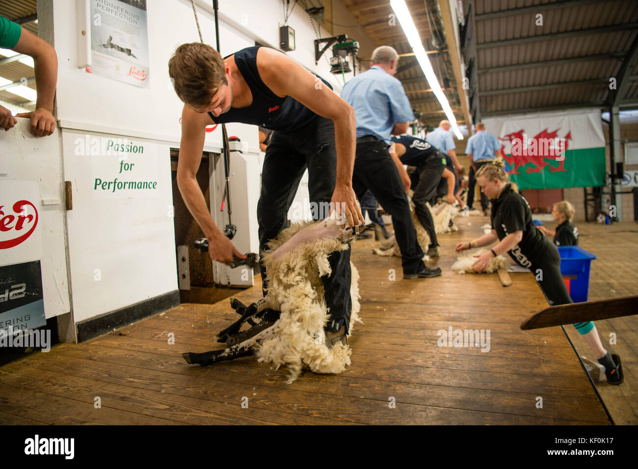 A young farmer competing in the sheep shearing competition at the Royal ...
