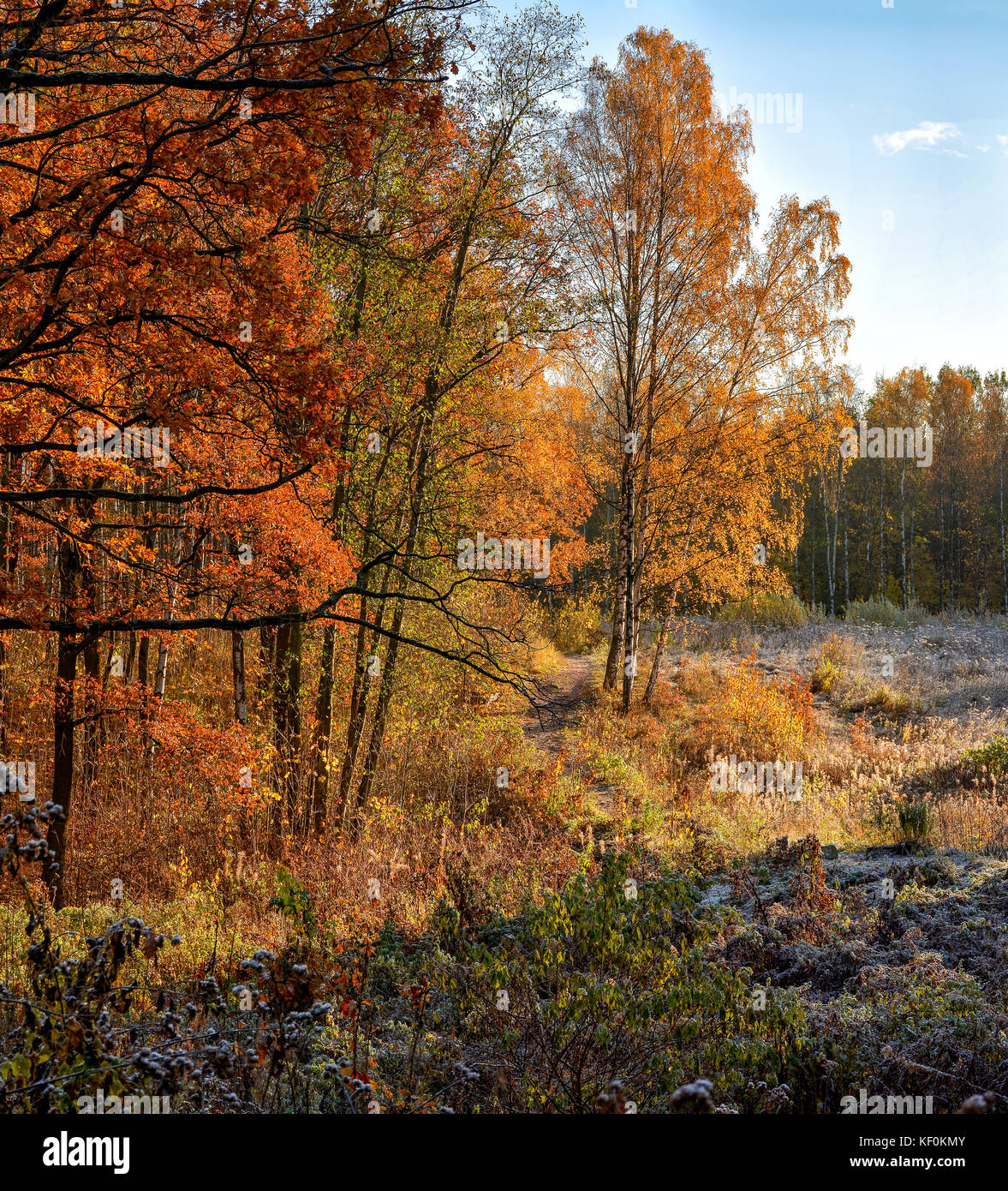 Golden autumn in the forest Park Stock Photo - Alamy