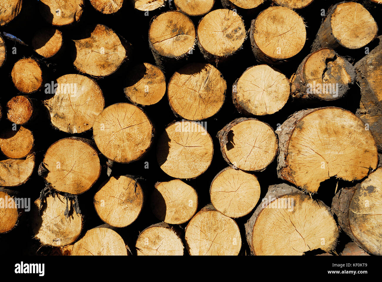 tree, clipping path, clearing, forest, cutting, raw, nature, natural ...