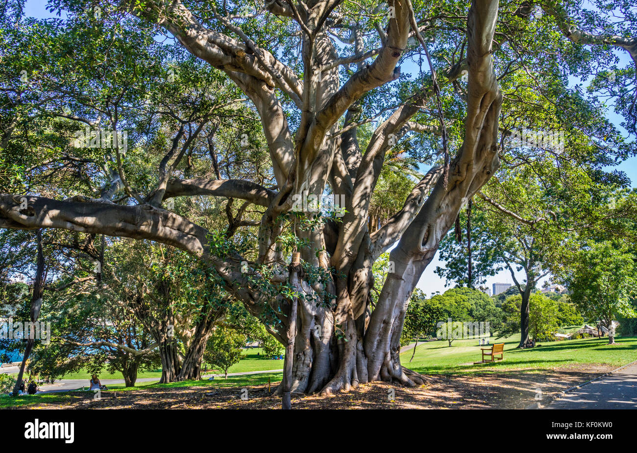 Fig tree ficus macrophylla hi-res stock photography and images - Alamy