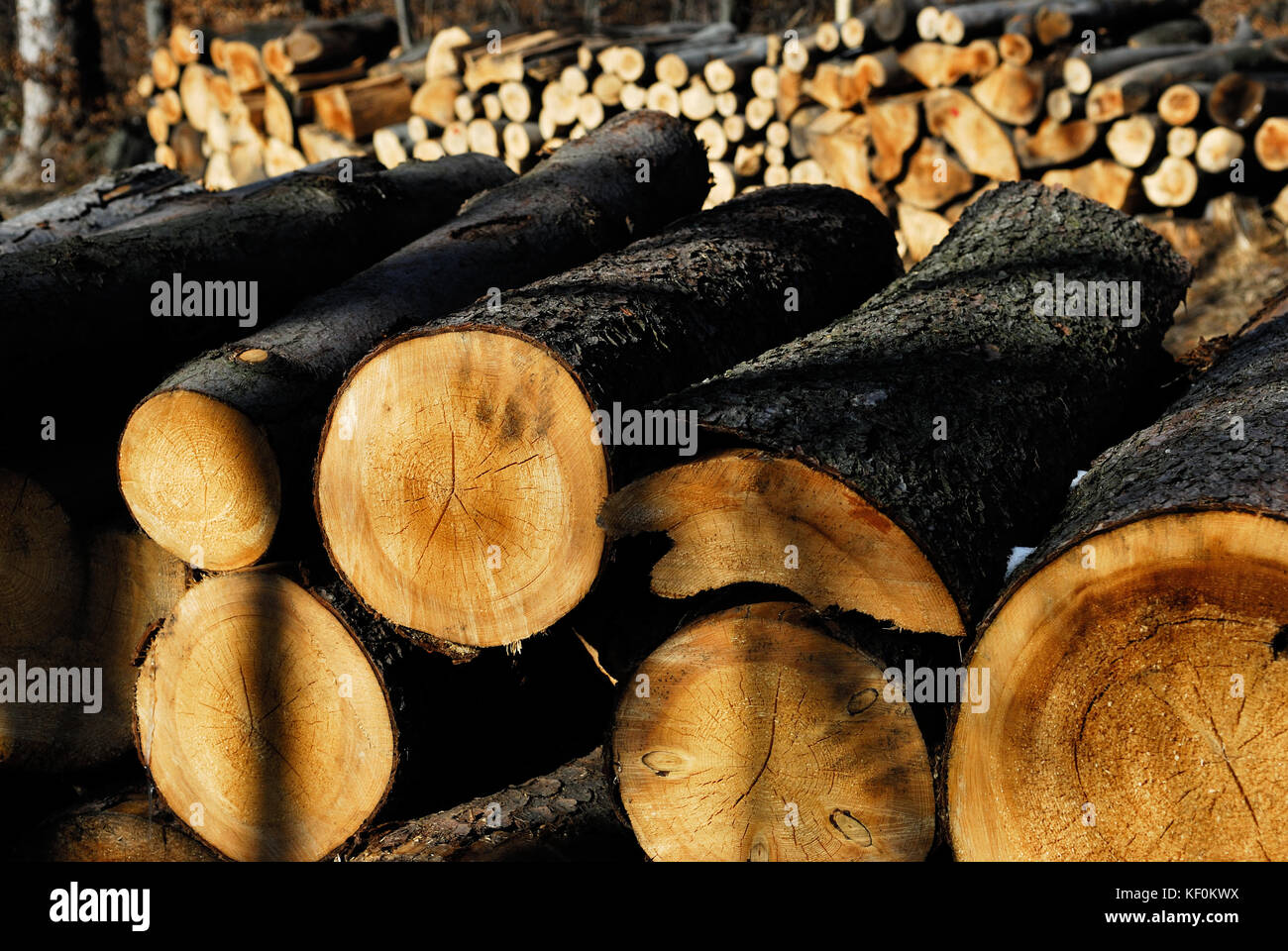 tree, clipping path, clearing, forest, cutting, raw, nature, natural ...