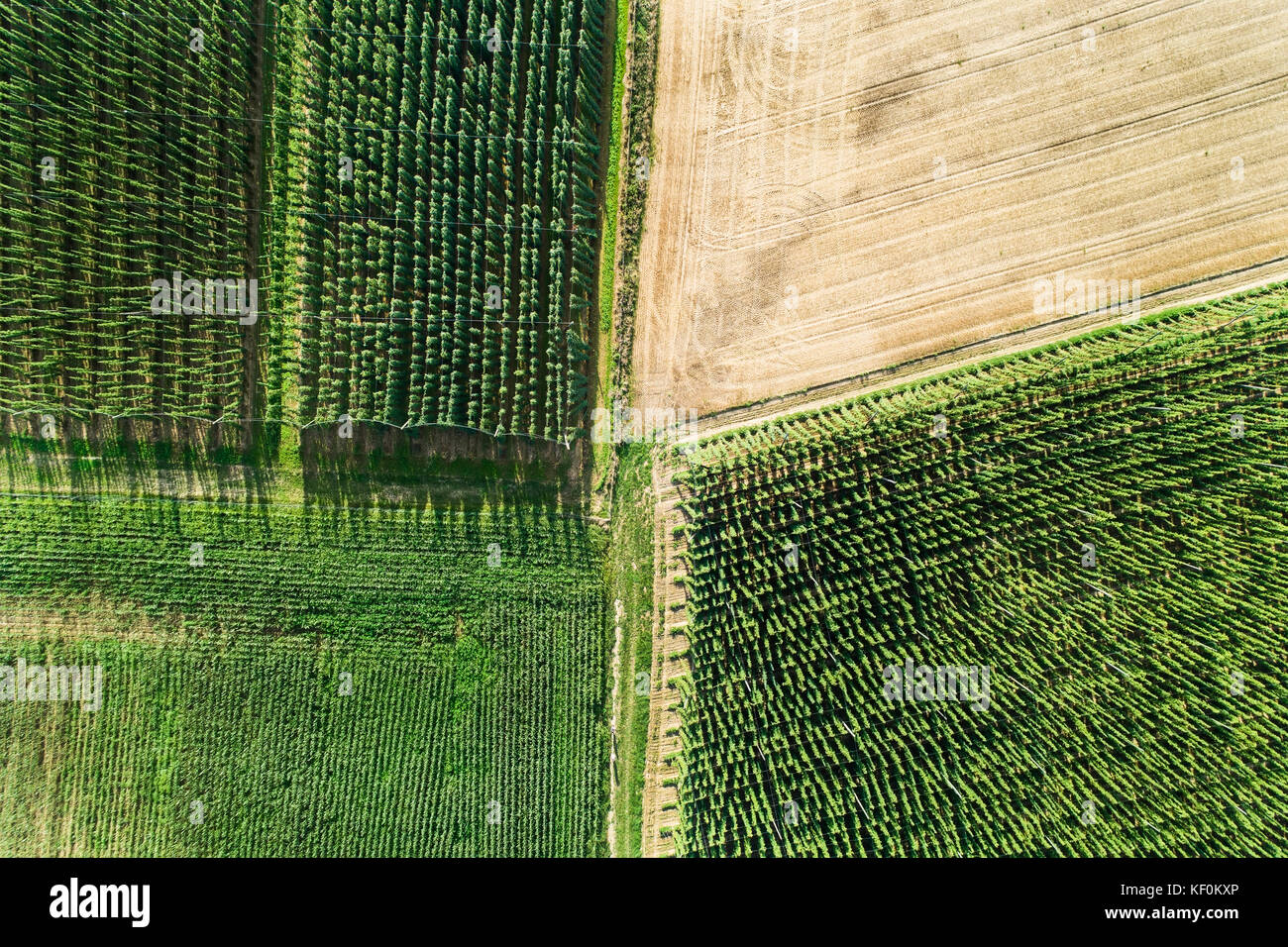 Hop fields hi-res stock photography and images - Alamy